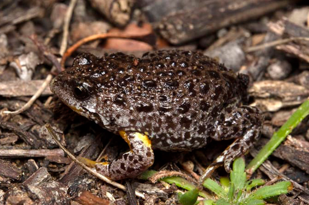 projects - Citizen Science Crew